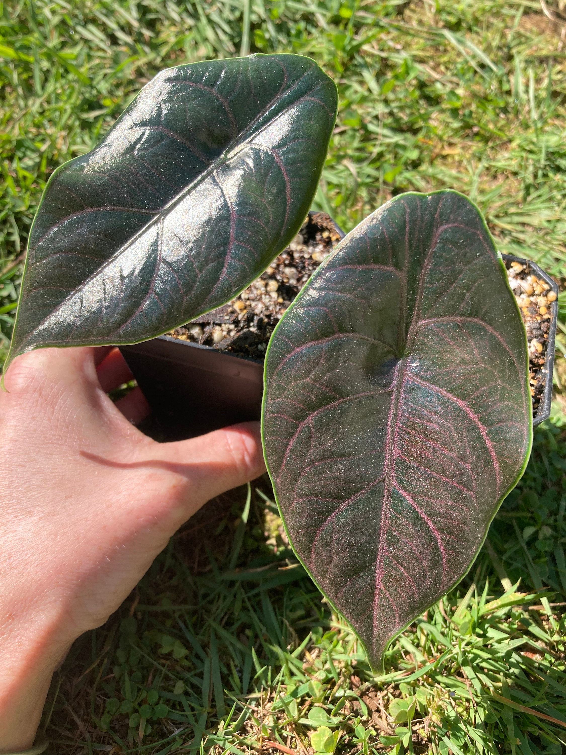 Alocasia Azlanii Live Plant Red Mambo 3 Pot Bare Root - Etsy