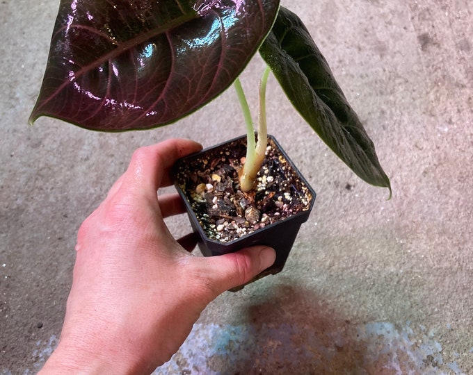 Alocasia Azlanii Live Plant Red Mambo 3 Pot Bare Root Tropical Foliage ...