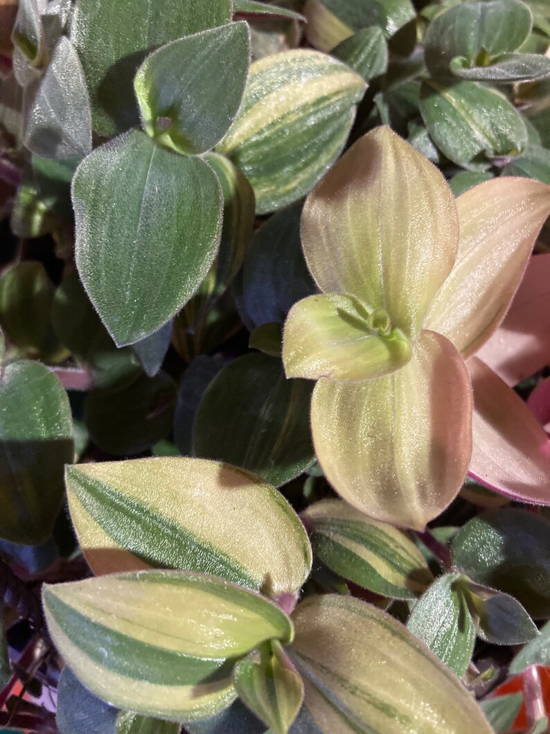 Super Rare Variegated Tradescantia Baby Bunny Bellies Live - Etsy