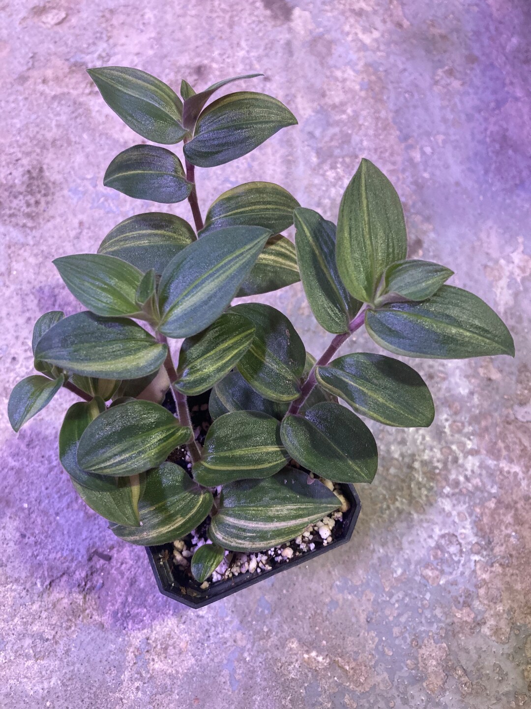 Super Rare Variegated Tradescantia Baby Bunny Bellies Live - Etsy