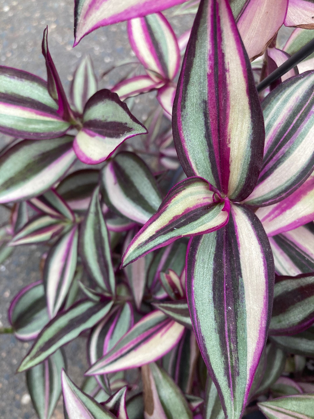 Rare Tradescantia Quadricolor Wandering Dude Inch Plant - Etsy