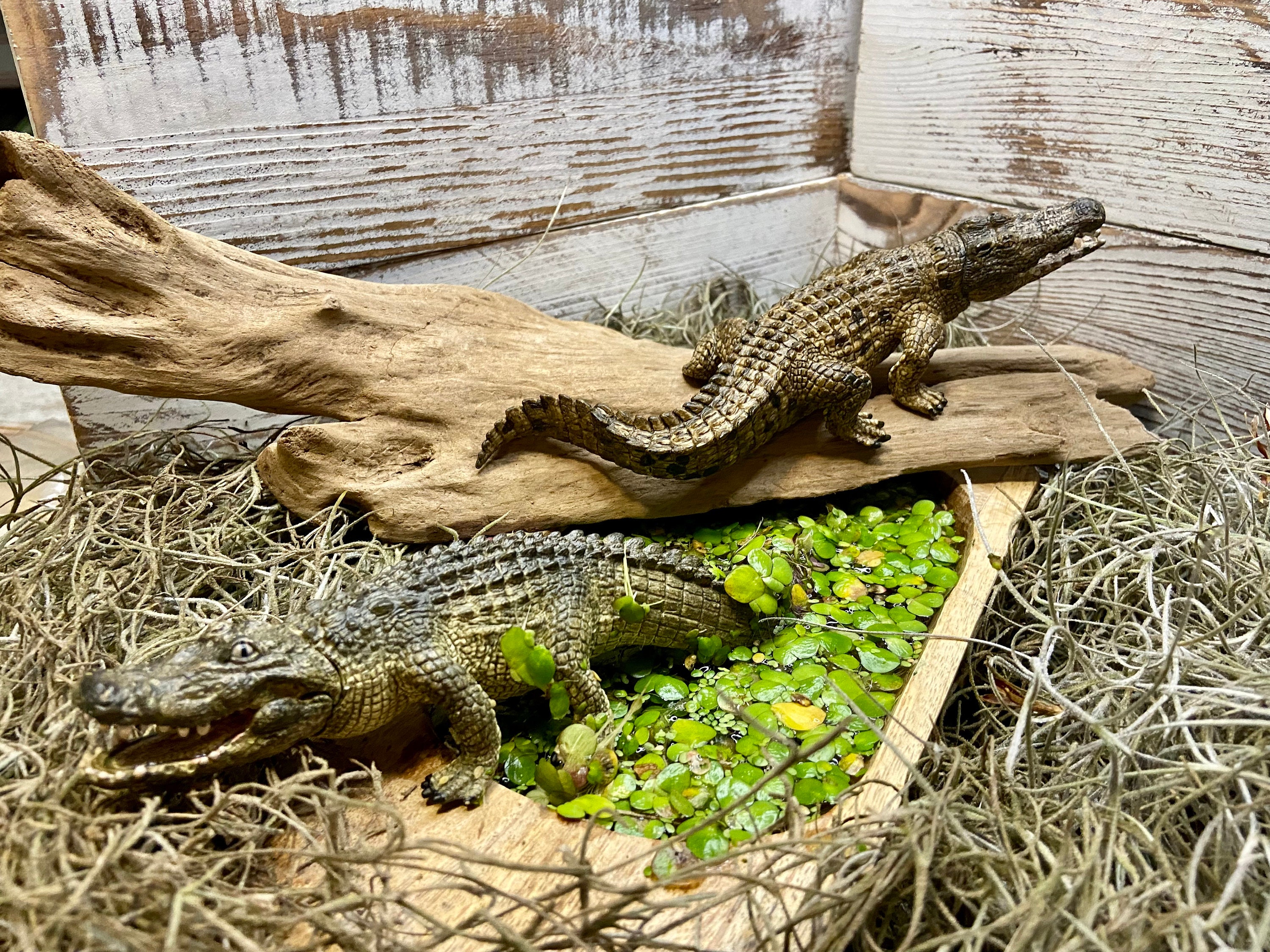 Aquarium Decor for Planted Tanks-alligator or Crocodile-betta Aquarium ...