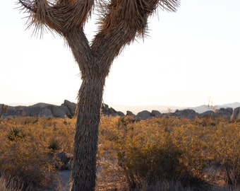 Joshua Tree, Film Photography, Digital Download - Etsy