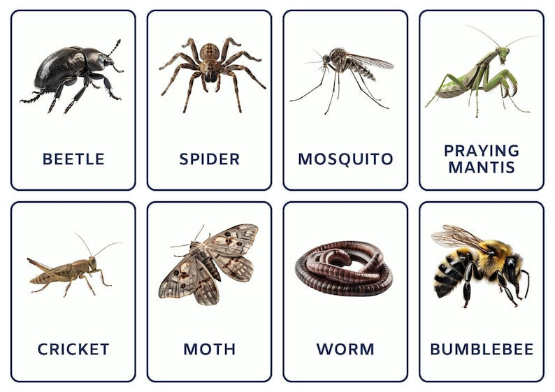 Insects 25 Editable Flashcards Pre School Educational Flashcards PDF ...