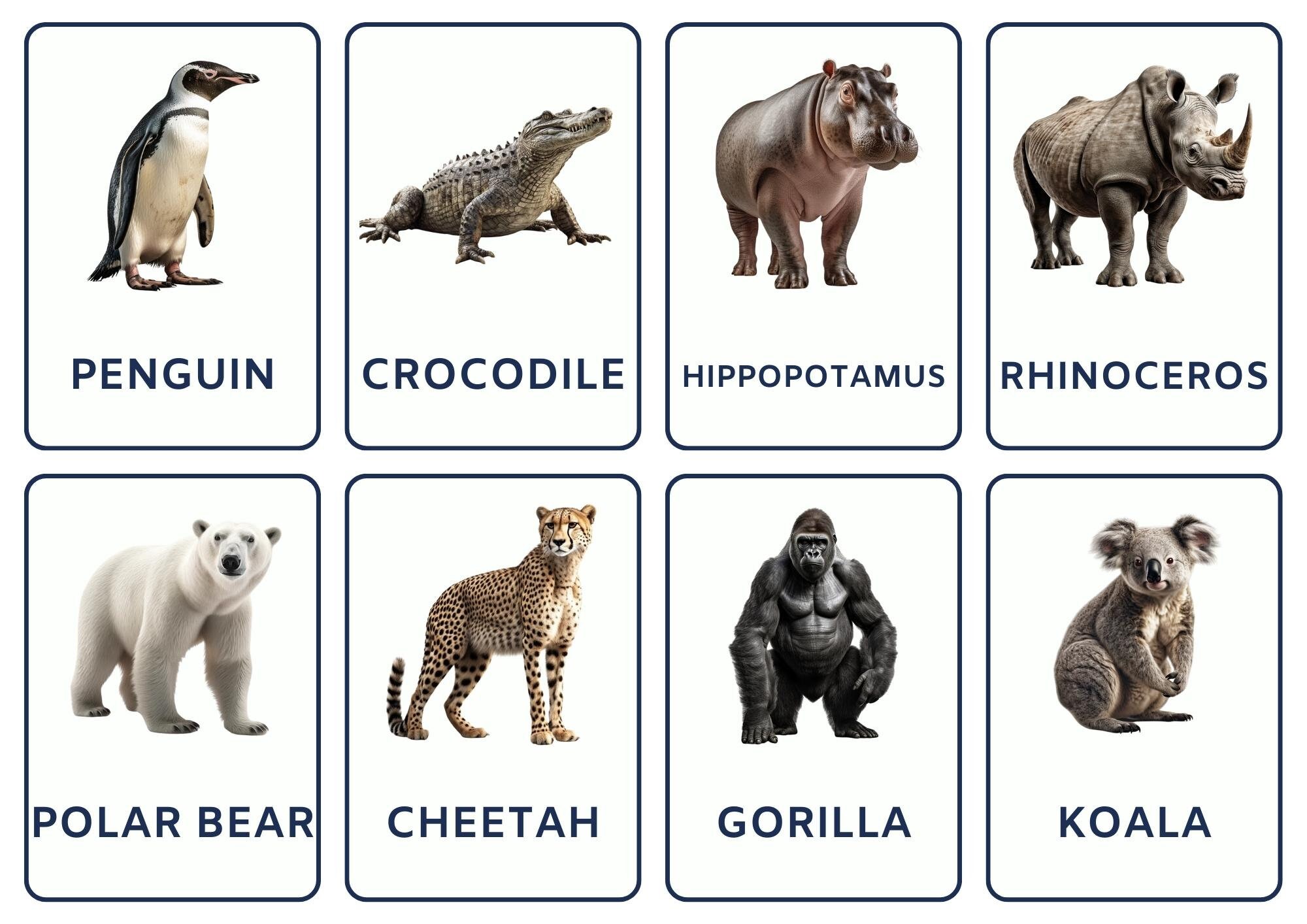 Wild Animals 25 Editable Flashcards Pre School Educational Flashcards ...