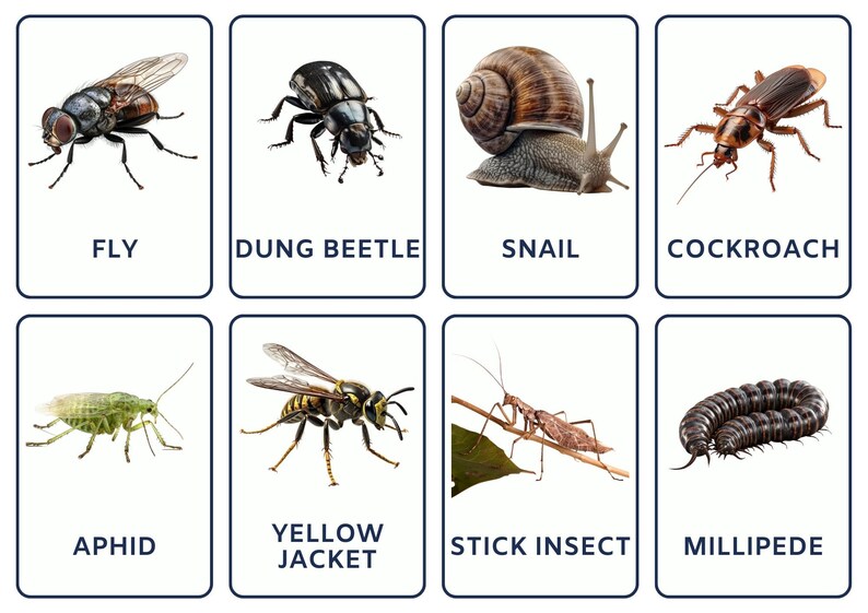 Insects 25 Editable Flashcards Pre School Educational Flashcards PDF ...