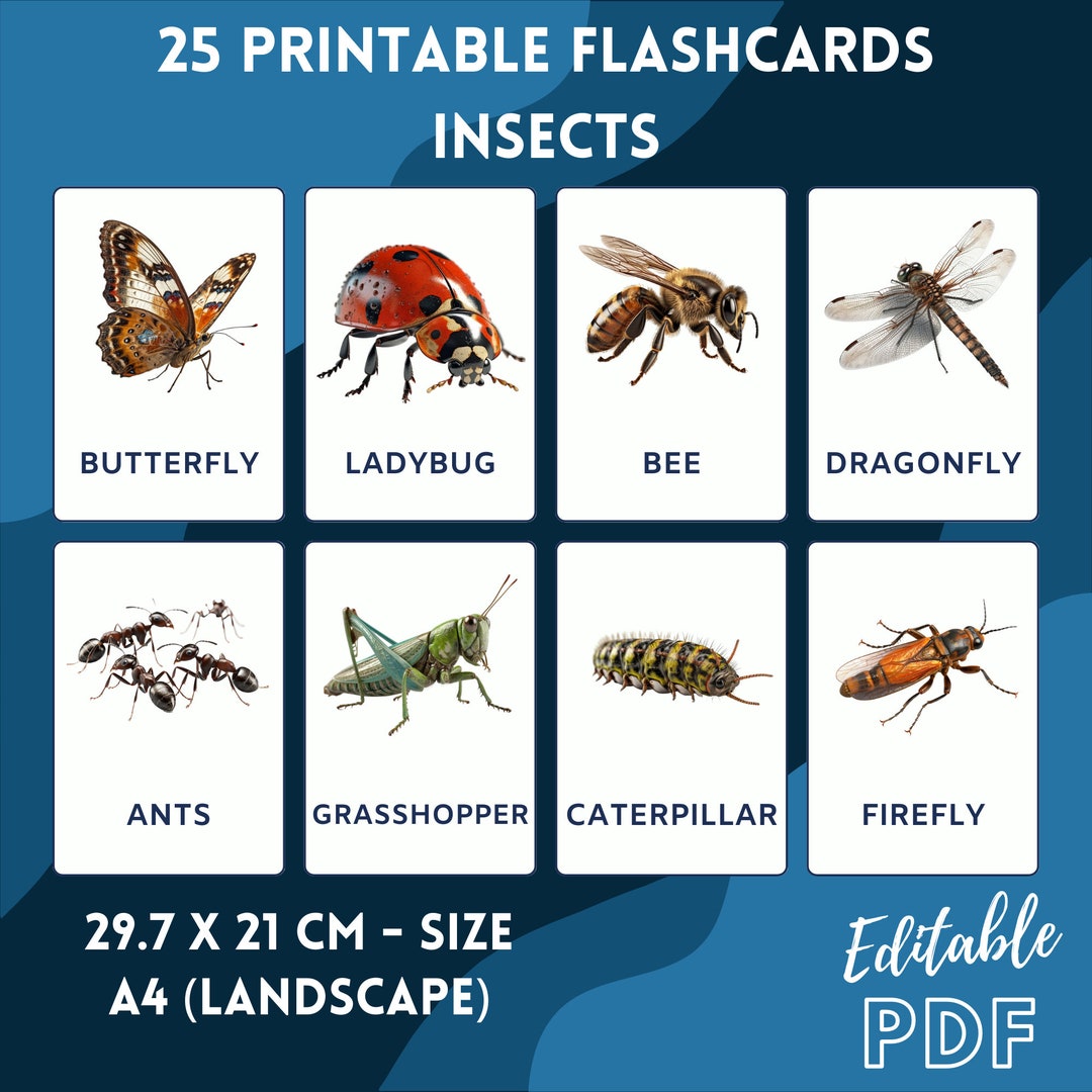 Insects 25 Editable Flashcards Pre School Educational Flashcards PDF ...