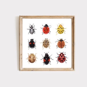 Ladybug Wall Art, Watercolor Painting, Bug Insect Print, Insect Lover ...