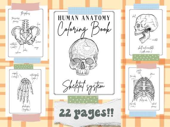 Human Anatomy Skeletal System Coloring Pages for Adults/ - Etsy