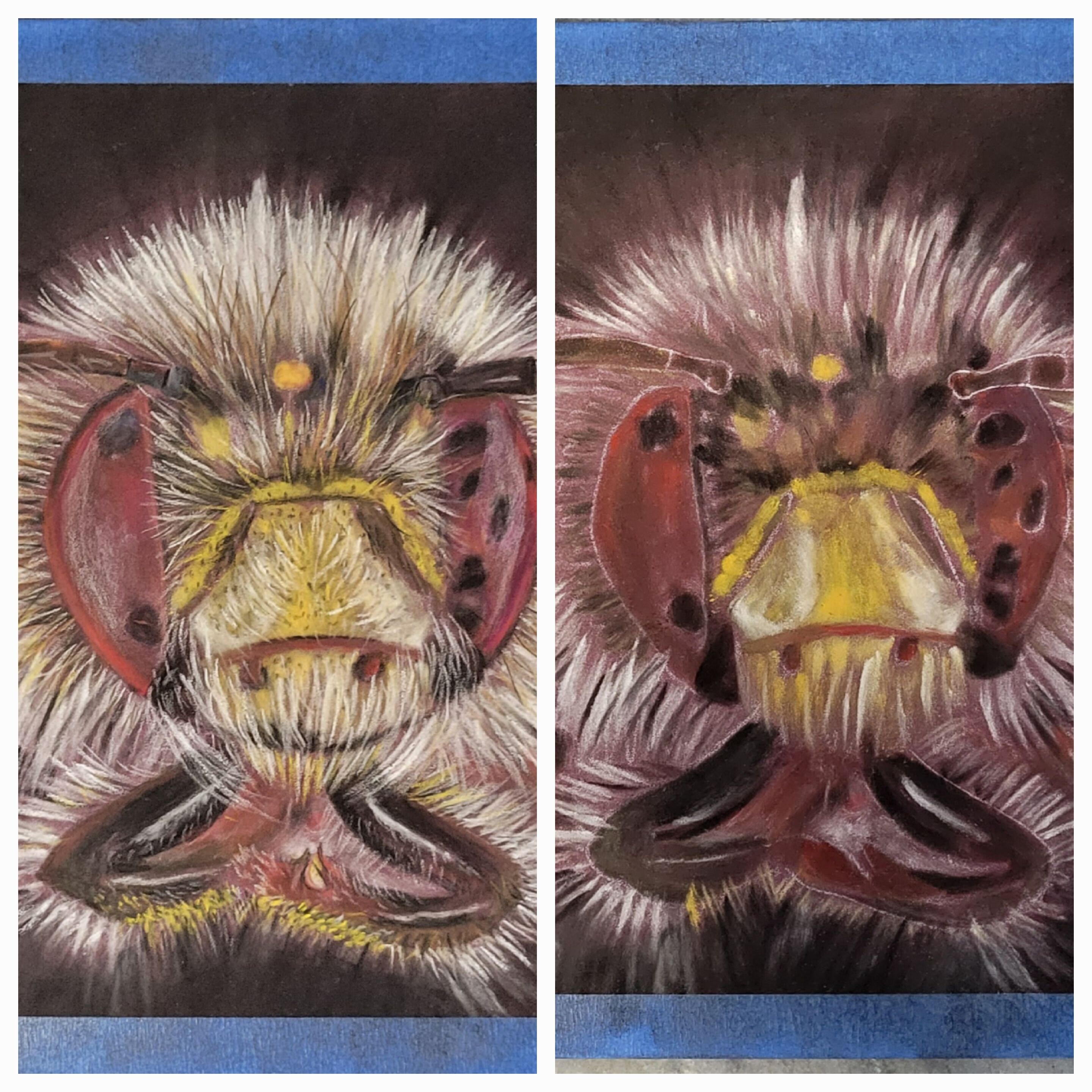 Original Bee Pastel Drawing - Etsy