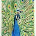 Original Peacock Bird Pastel Drawing - Etsy