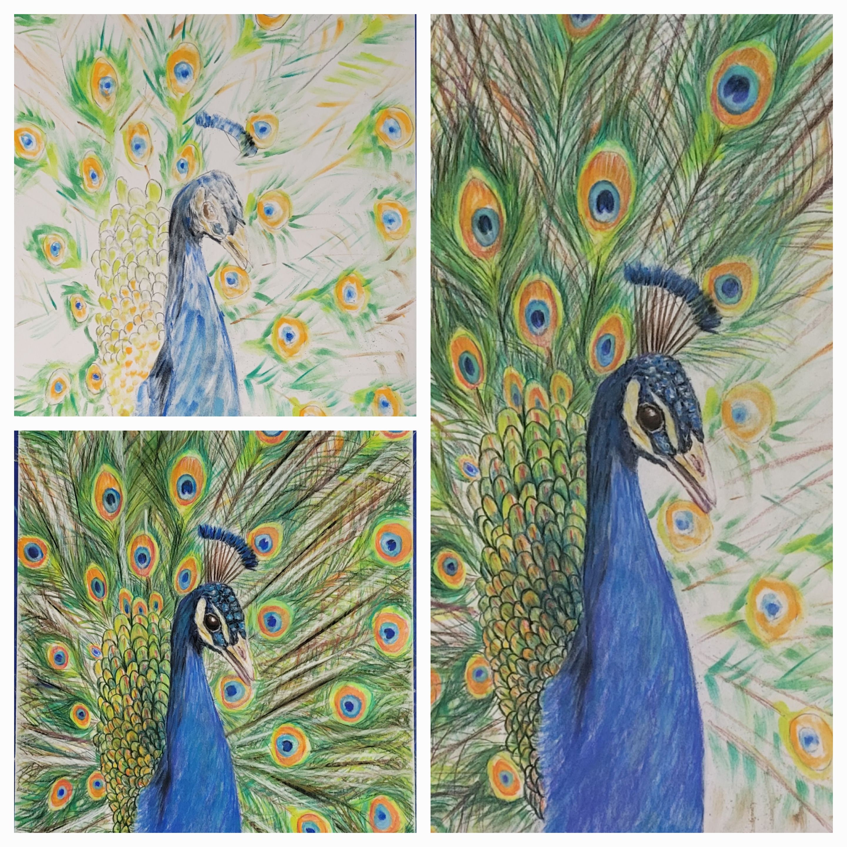 Original Peacock Bird Pastel Drawing - Etsy