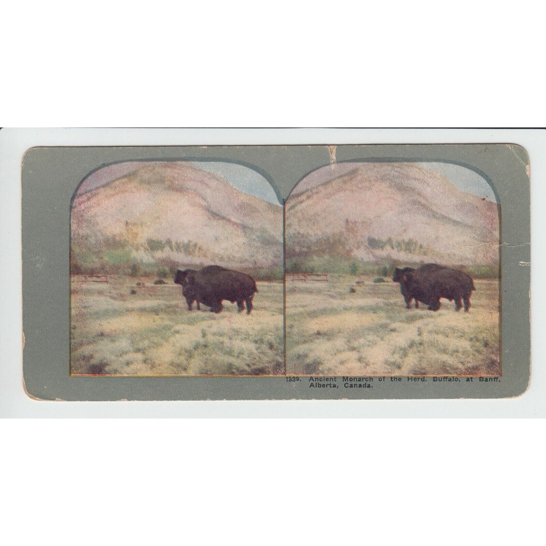 Stereopticon Card Ancient Monarch of Herd Buffalo Alberta Canada # 1339 ...