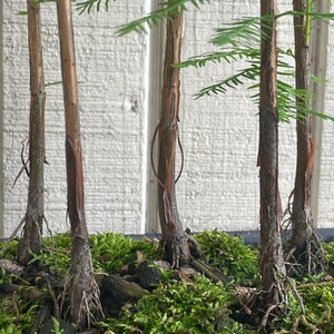 5 Bald Cypress Tree Bonsai Forest Planting - Etsy