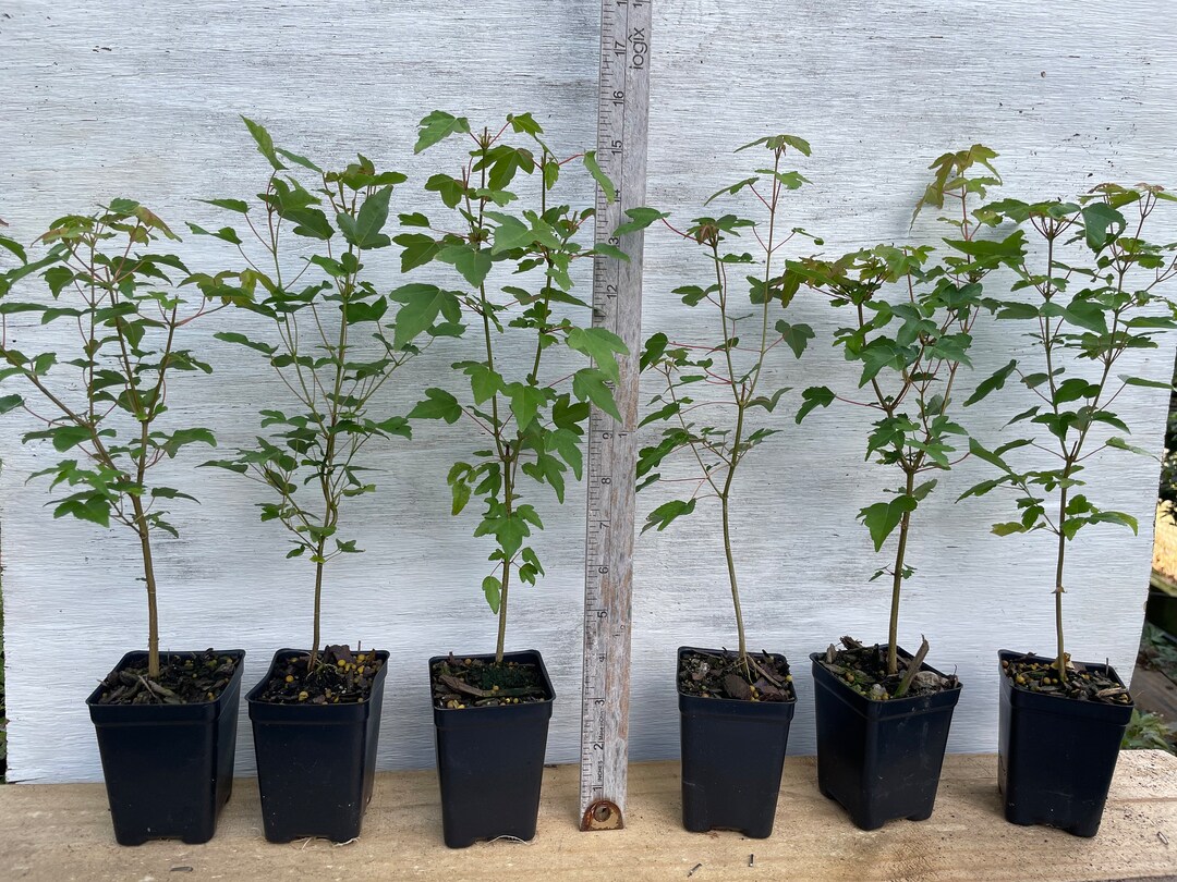 6 Trident Maple Trees Bonsai - Etsy