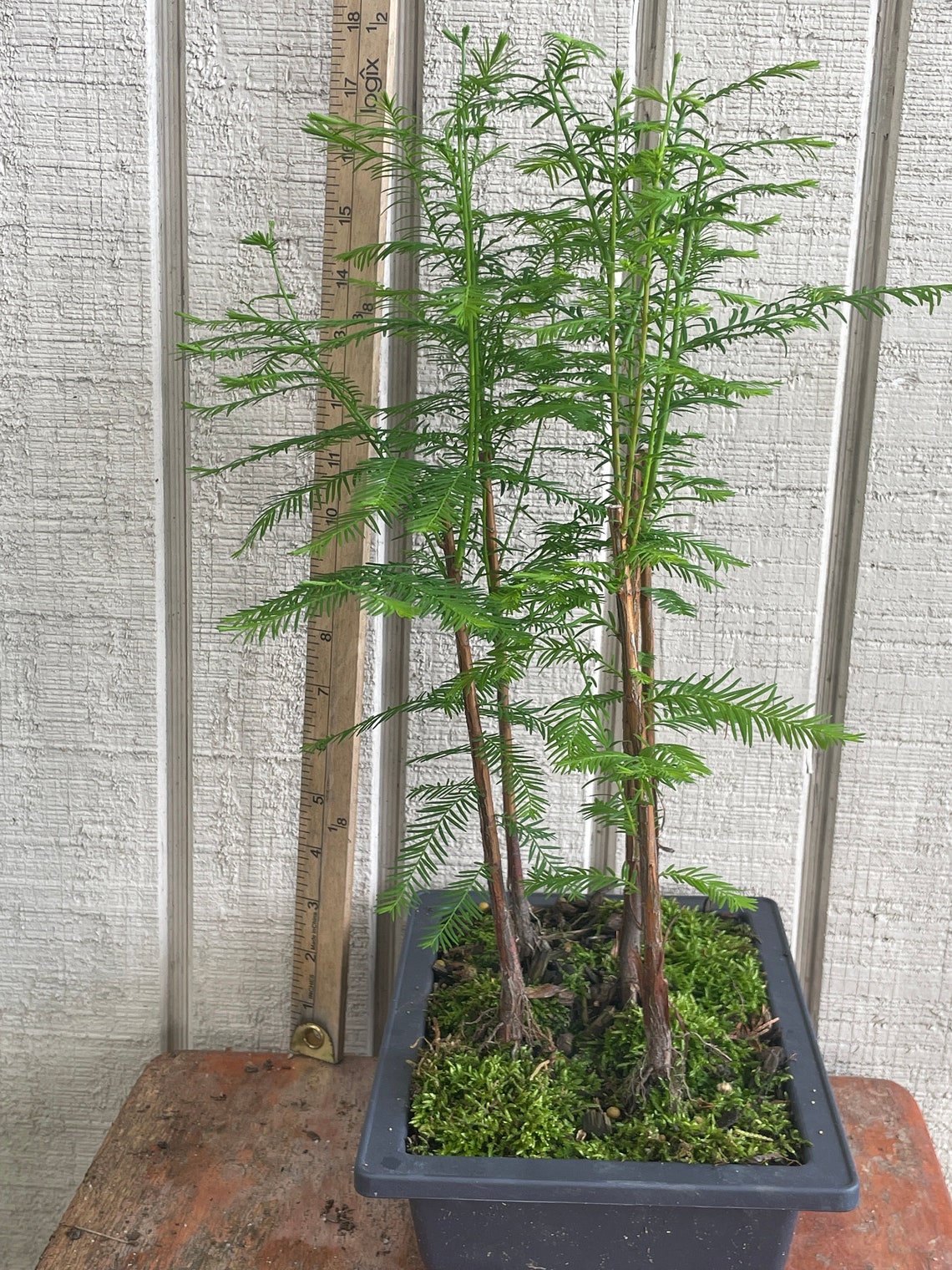 5 Bald Cypress Tree Bonsai Forest Planting - Etsy