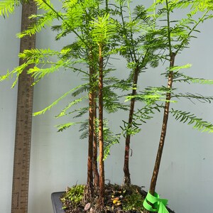 5 Bald Cypress Tree Bonsai Forest Planting - Etsy