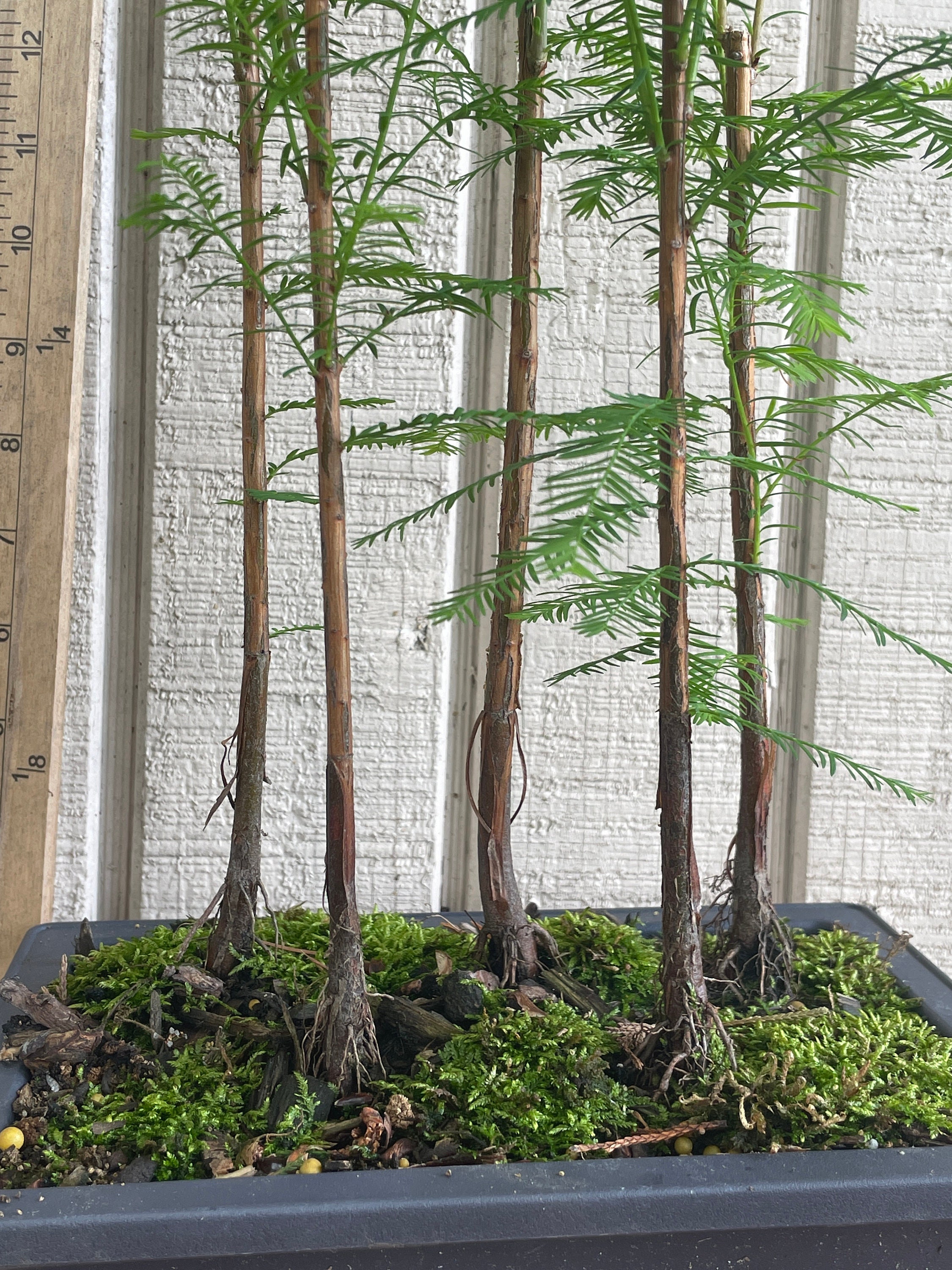 5 Bald Cypress Tree Bonsai Forest Planting - Etsy