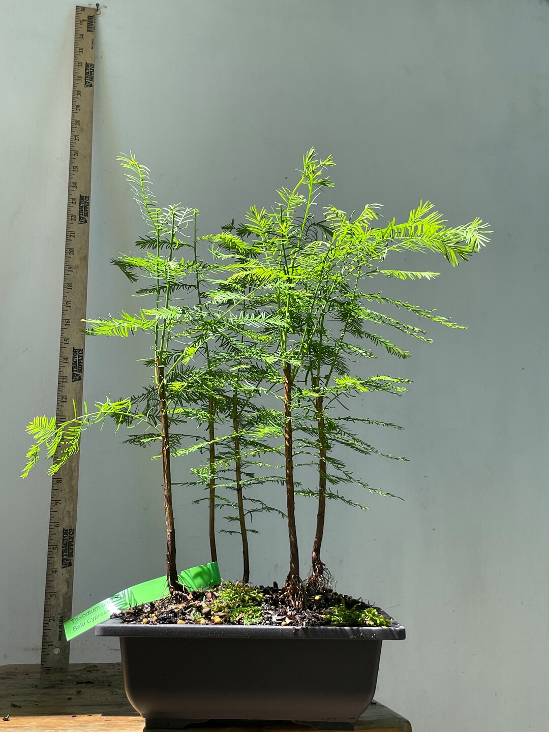 5 Bald Cypress Tree Bonsai Forest Planting - Etsy