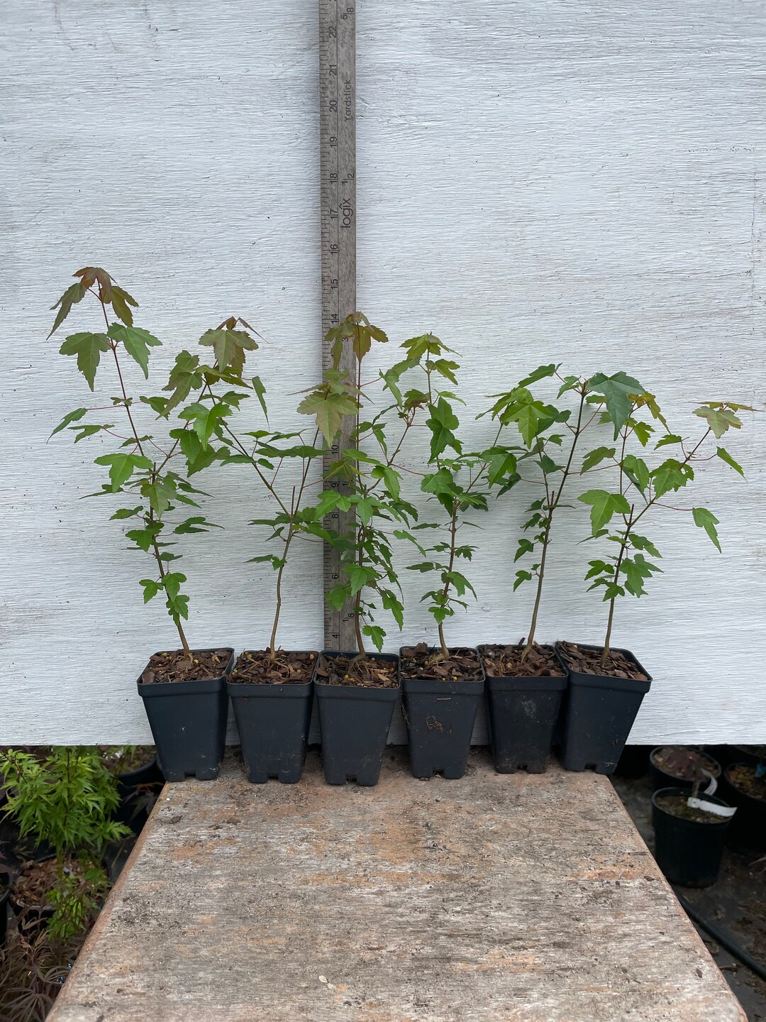 6 Trident Maple Trees Bonsai - Etsy