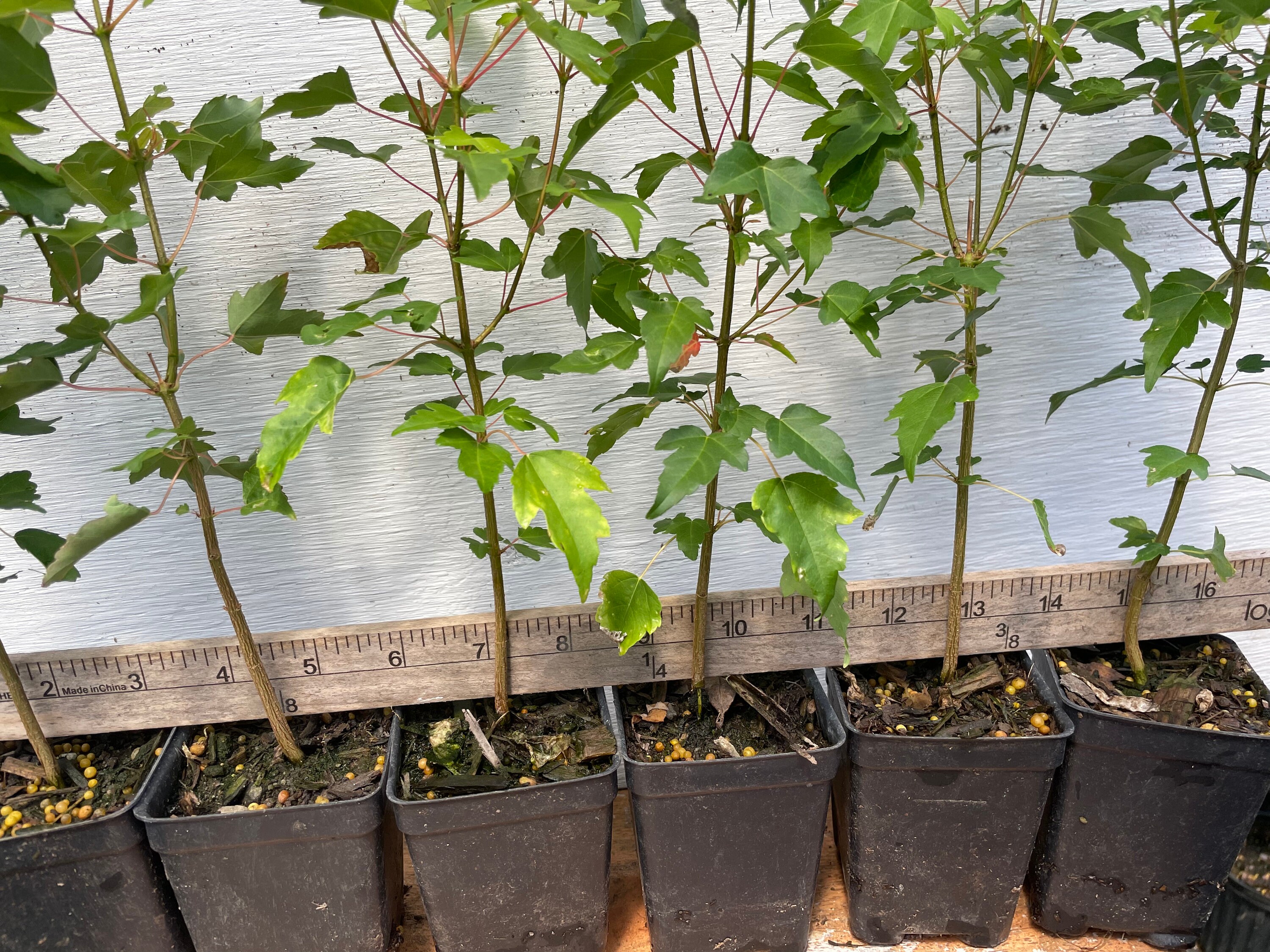 6 Trident Maple Trees Bonsai - Etsy