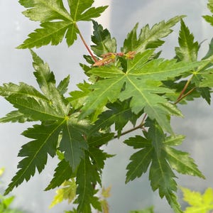 6 Japanese Maples, Bonsai or Rootstock for Grafting. - Etsy