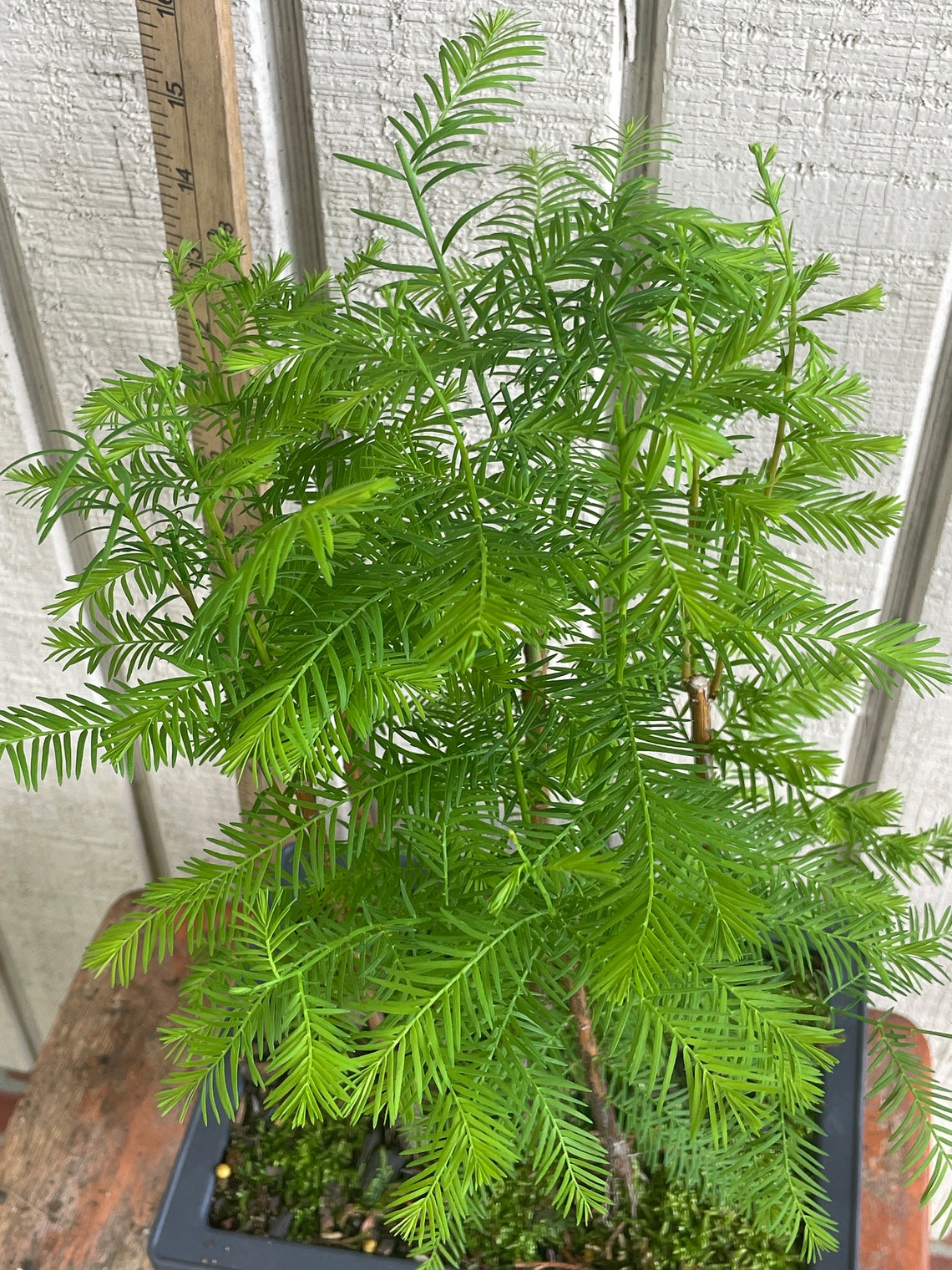 5 Bald Cypress Tree Bonsai Forest Planting - Etsy