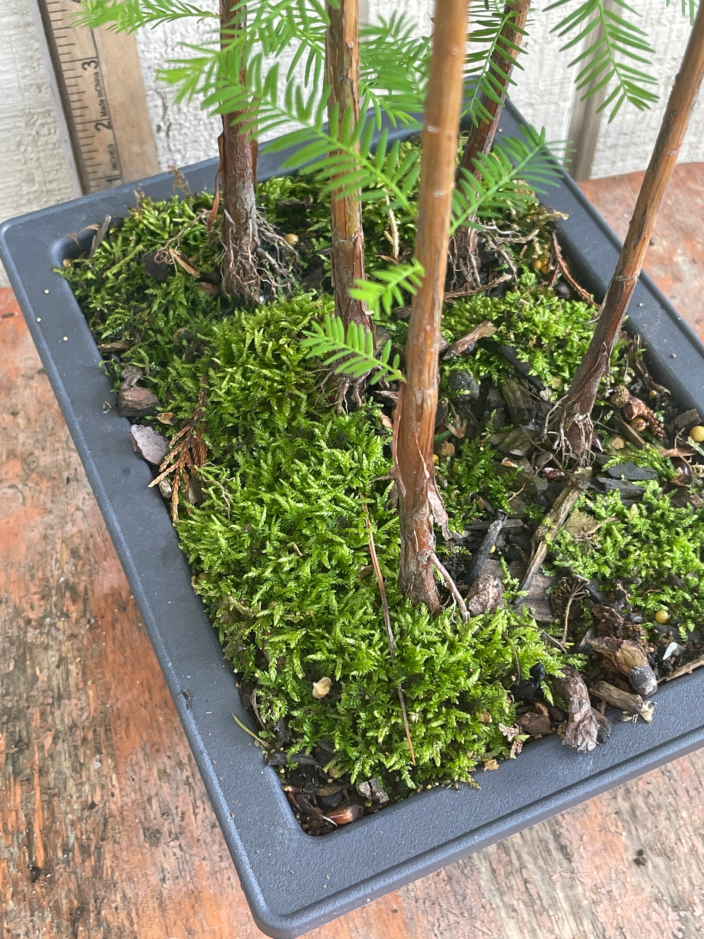 5 Bald Cypress Tree Bonsai Forest Planting - Etsy