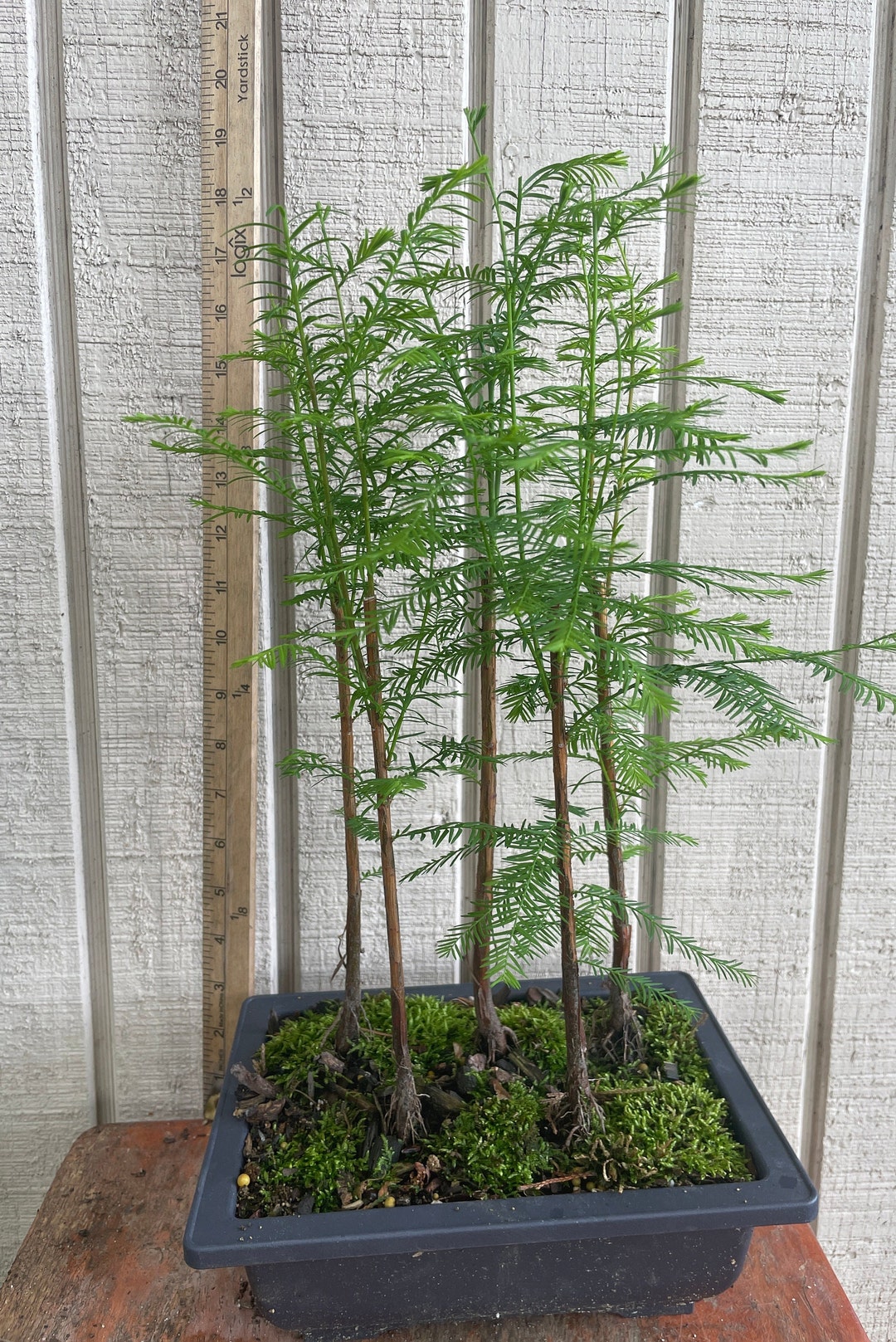 5 Bald Cypress Tree Bonsai Forest Planting - Etsy