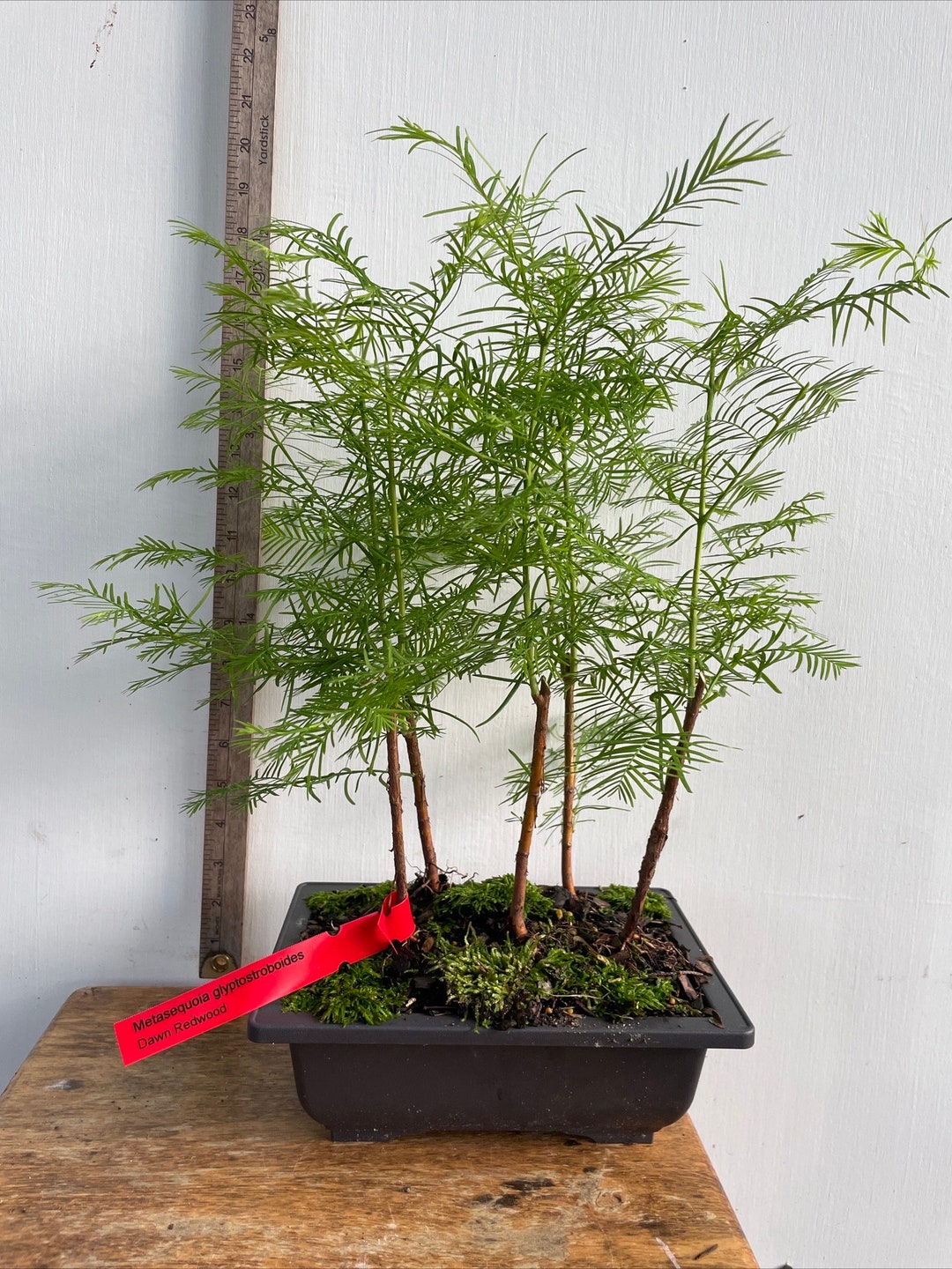 5 Dawn Redwood Bonsai Forest Planting - Etsy