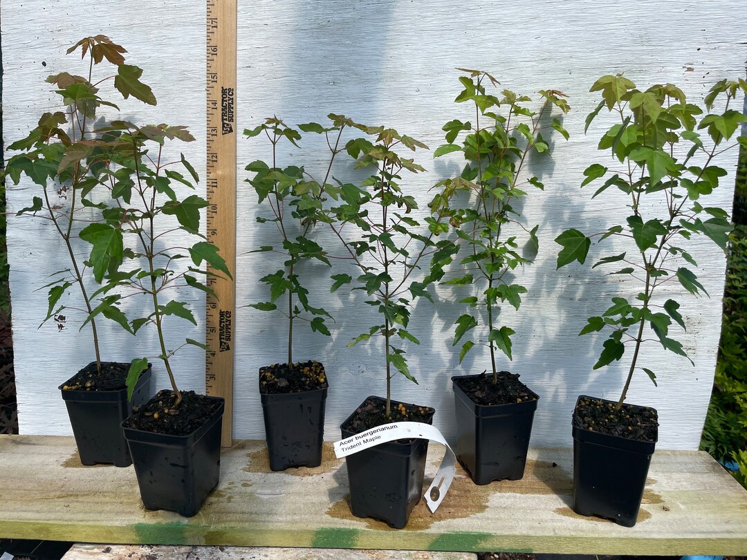 6 Trident Maple Trees Bonsai - Etsy