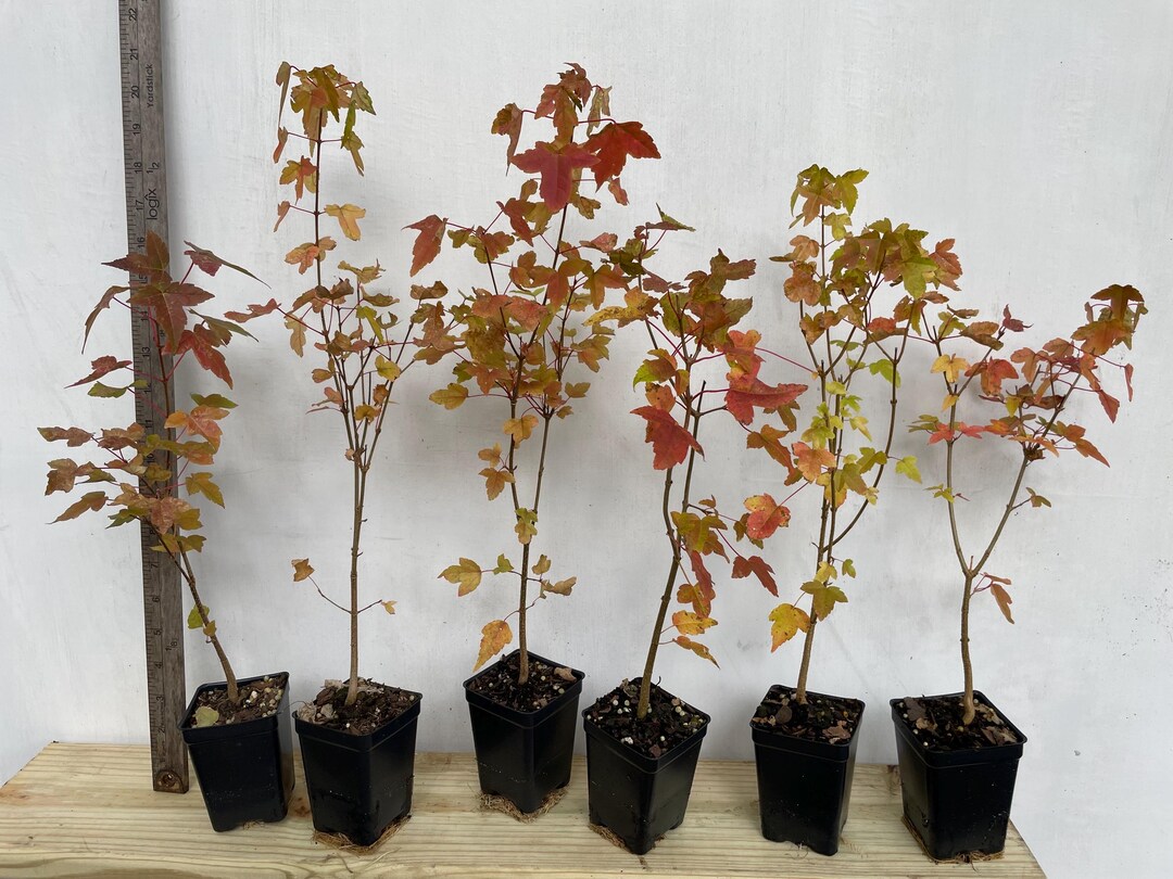 6 Trident Maple Trees - Bonsai - Etsy