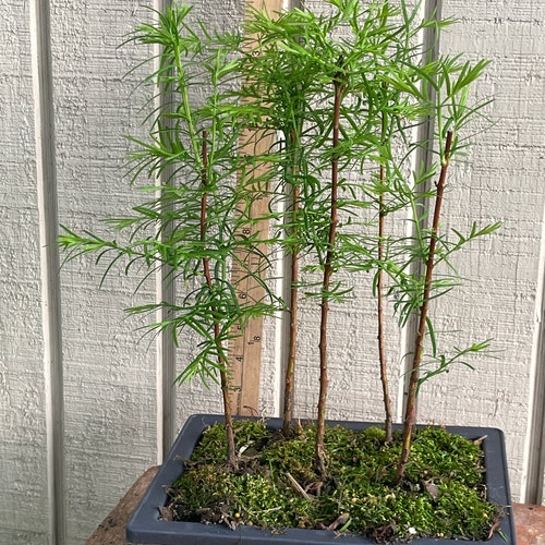 5 Bald Cypress Tree Bonsai Forest Planting - Etsy