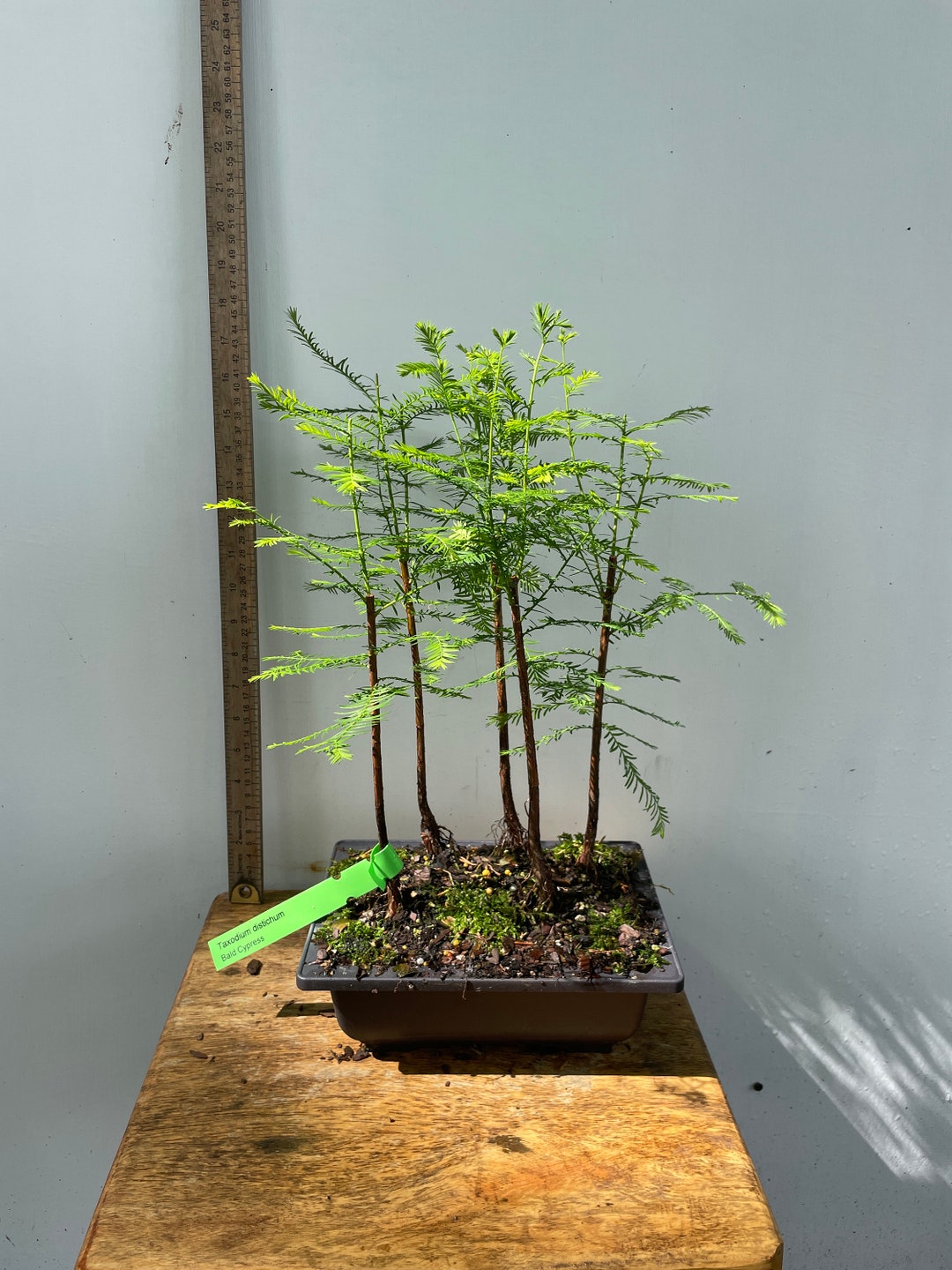 5 Bald Cypress Tree Bonsai Forest Planting - Etsy