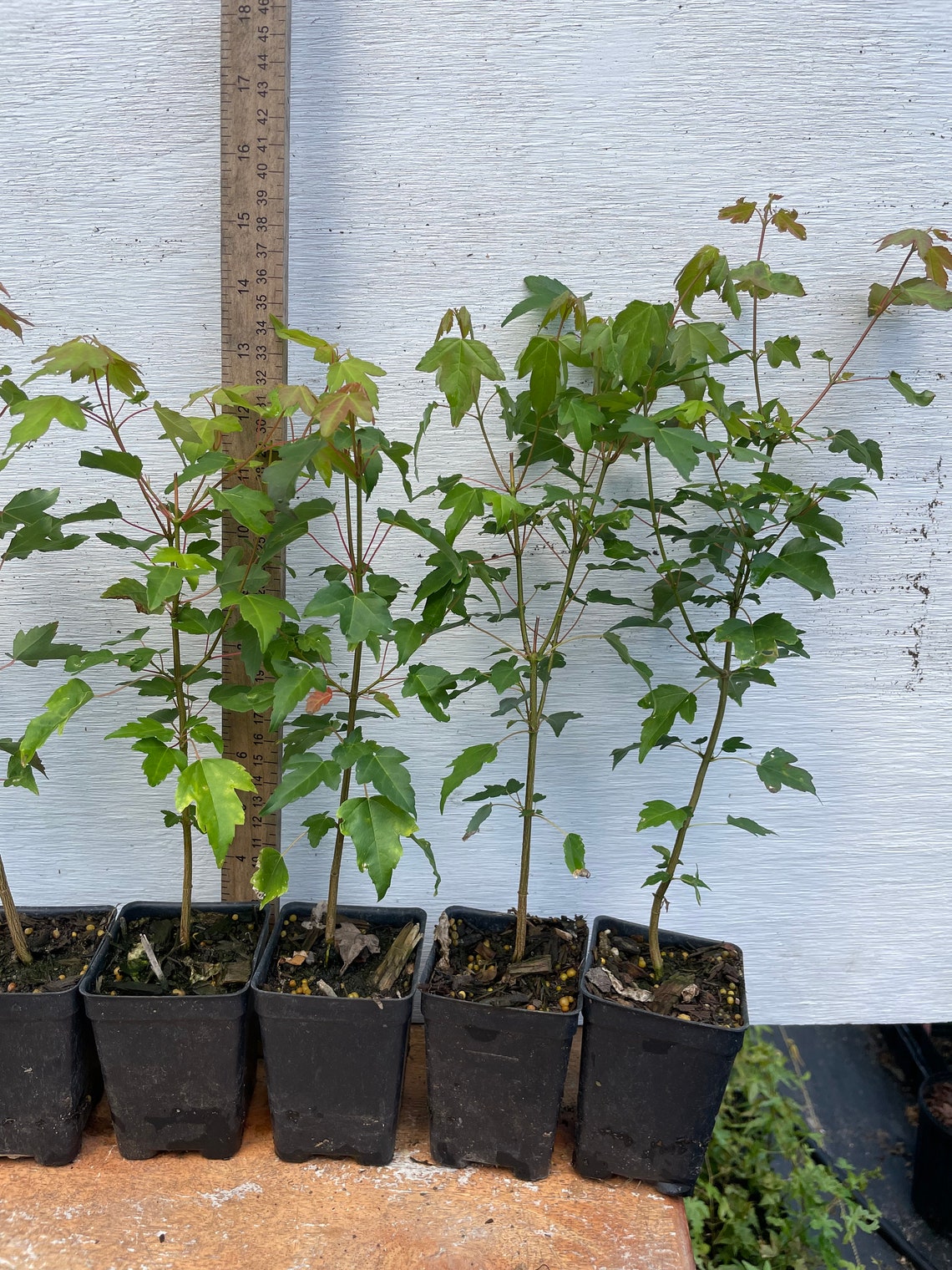 6 Trident Maple Trees Bonsai - Etsy