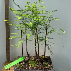 5 Bald Cypress Tree Bonsai Forest Planting - Etsy