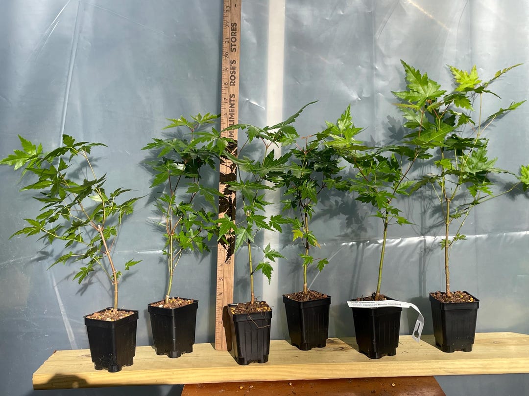 6 Japanese Maples, Bonsai or Rootstock for Grafting. - Etsy