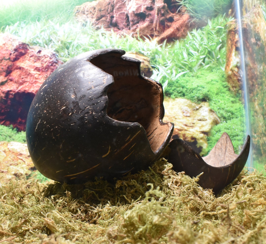 Reptile Hide Humid Hide All Natural Lizard Decor Reptile Food Dish ...