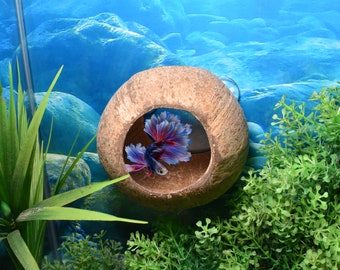 All Natural Aquarium Decor Betta Fish Hide Coconut Cave - Etsy