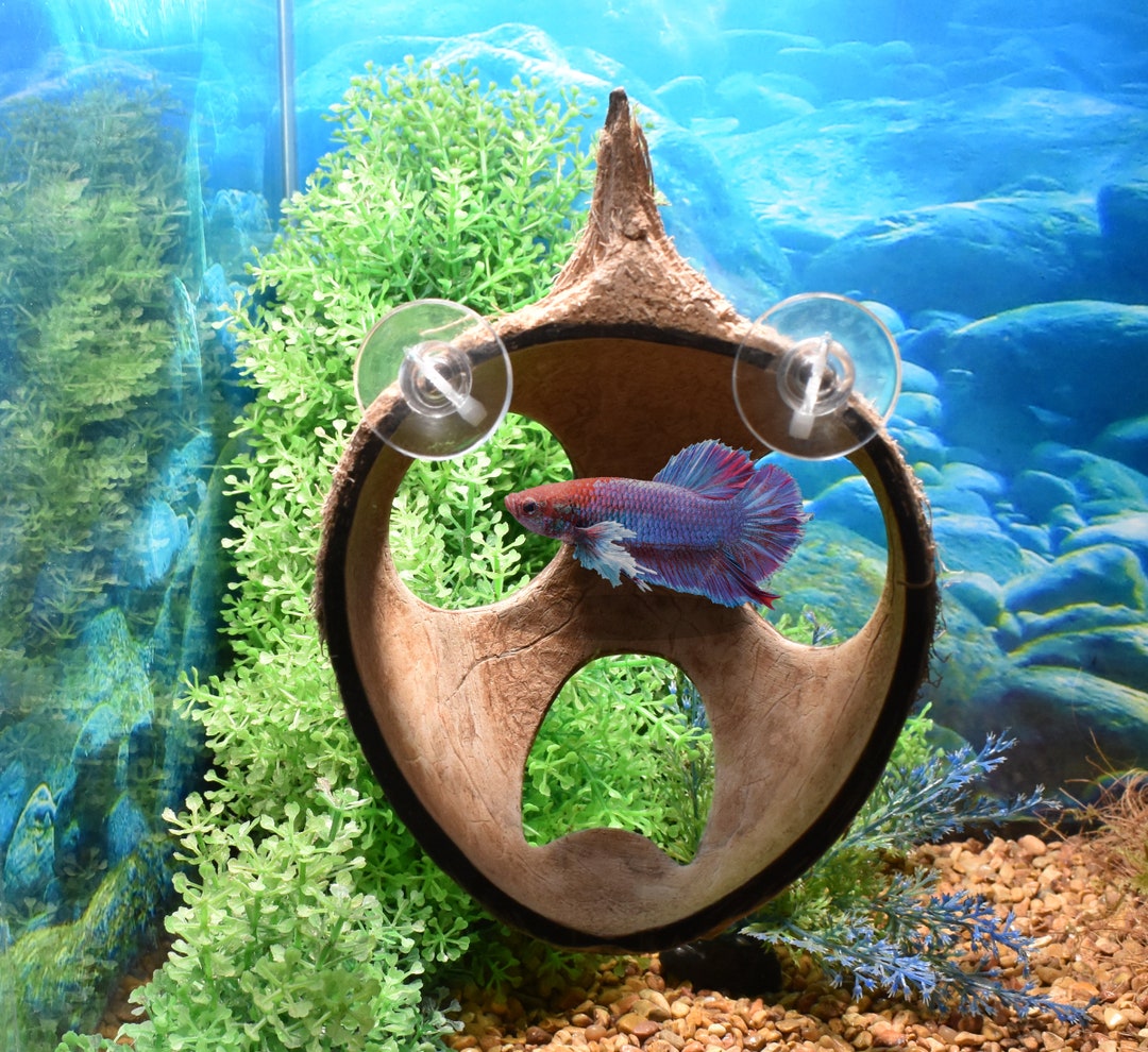 All Natural Alien Coconut Hide With A Veiwing Window - Etsy