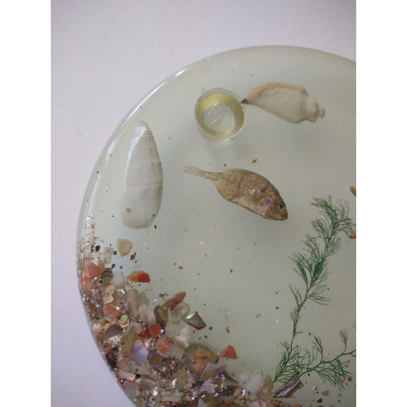 Vintage Lucite Sea Shell Star Fish 6.5 Coastal Nautical - Etsy