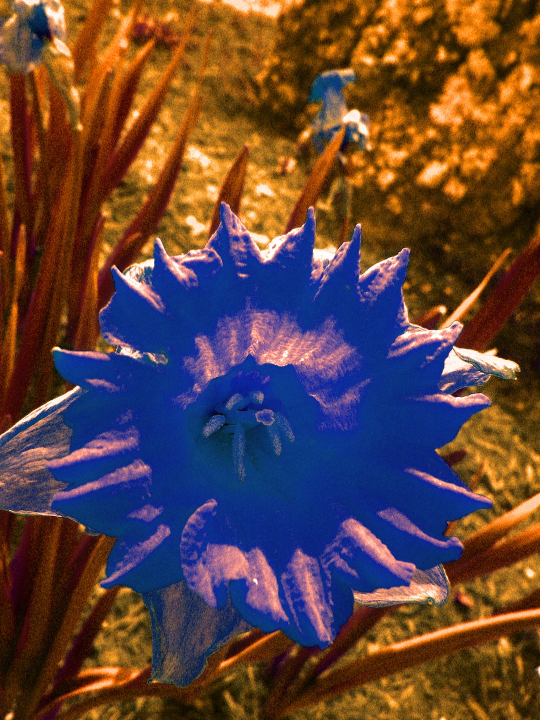 Blue Daff #3 - Etsy