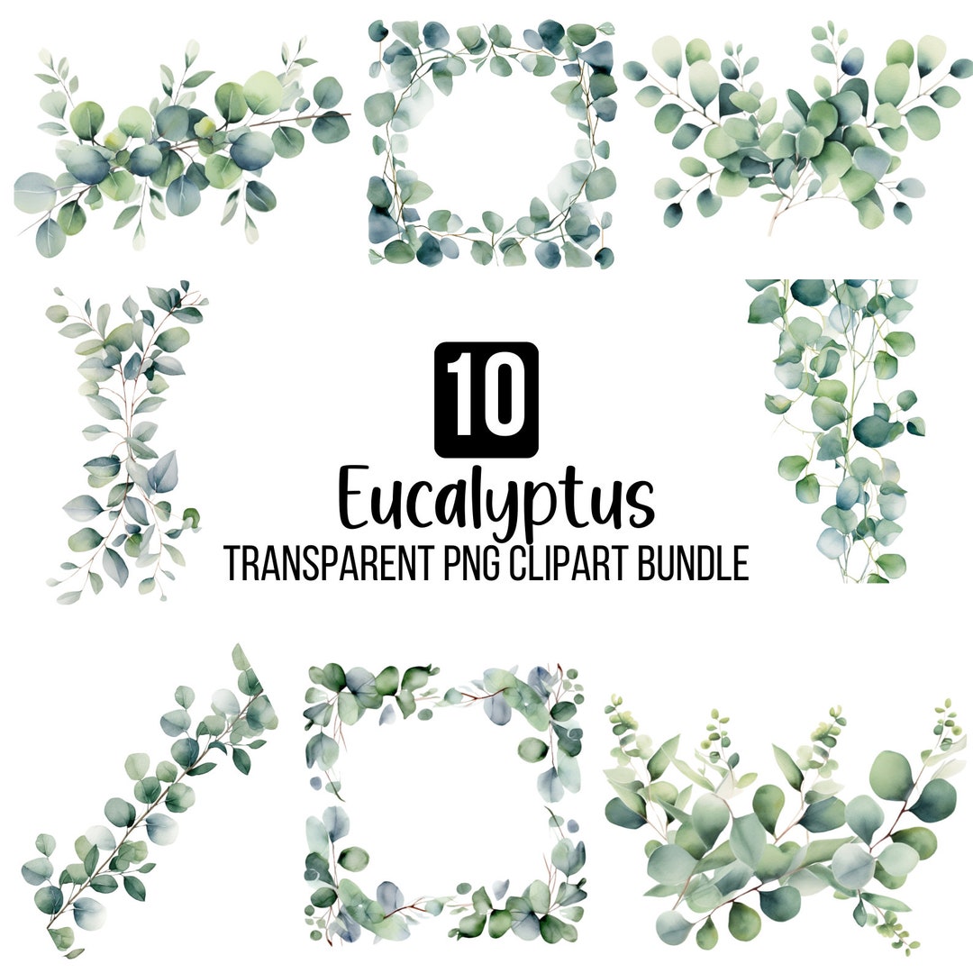 Eucalyptus PNG Bundle, Watercolor Eucalyptus Clipart, Watercolor ...