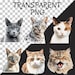 50 Cat Clipart PNG Bundle, 20 Cat Illustration Designs, Cute Cat PNG ...