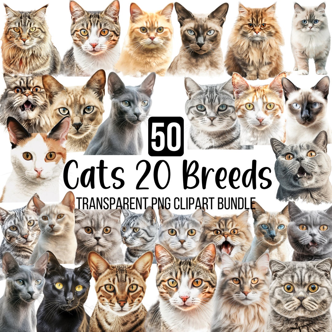 50 Cat Clipart PNG Bundle, 20 Cat Illustration Designs, Cute Cat PNG ...