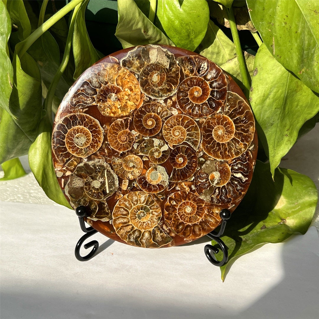 100g+ Natural Ammonite Disc Fossil Conch Specimen+sand,rock,crystal ...