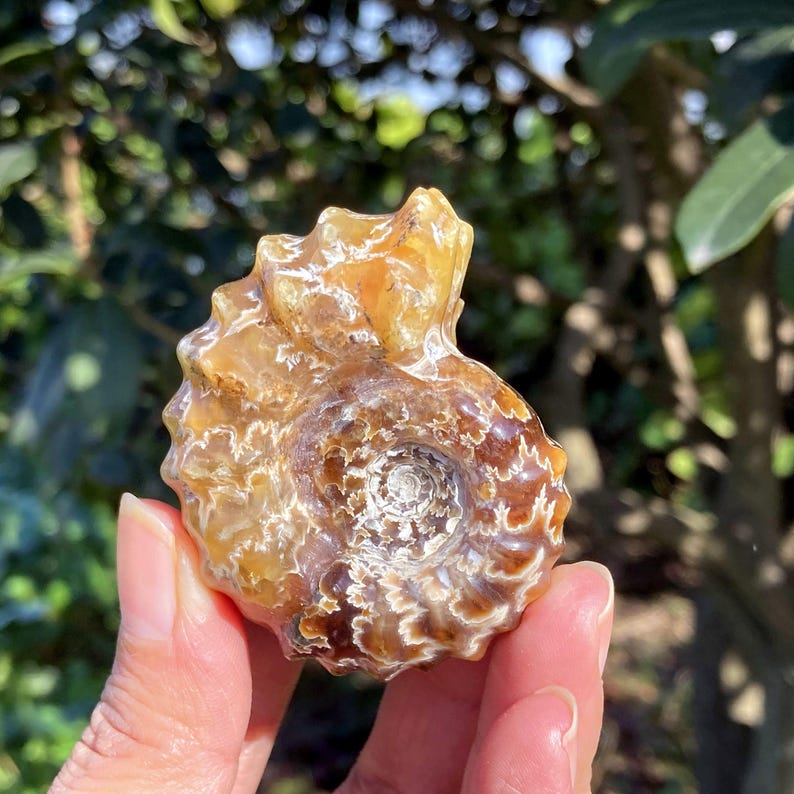 Natural Rare Ammonite Fossil Specimen,quartz Crystal Fossil,reiki ...