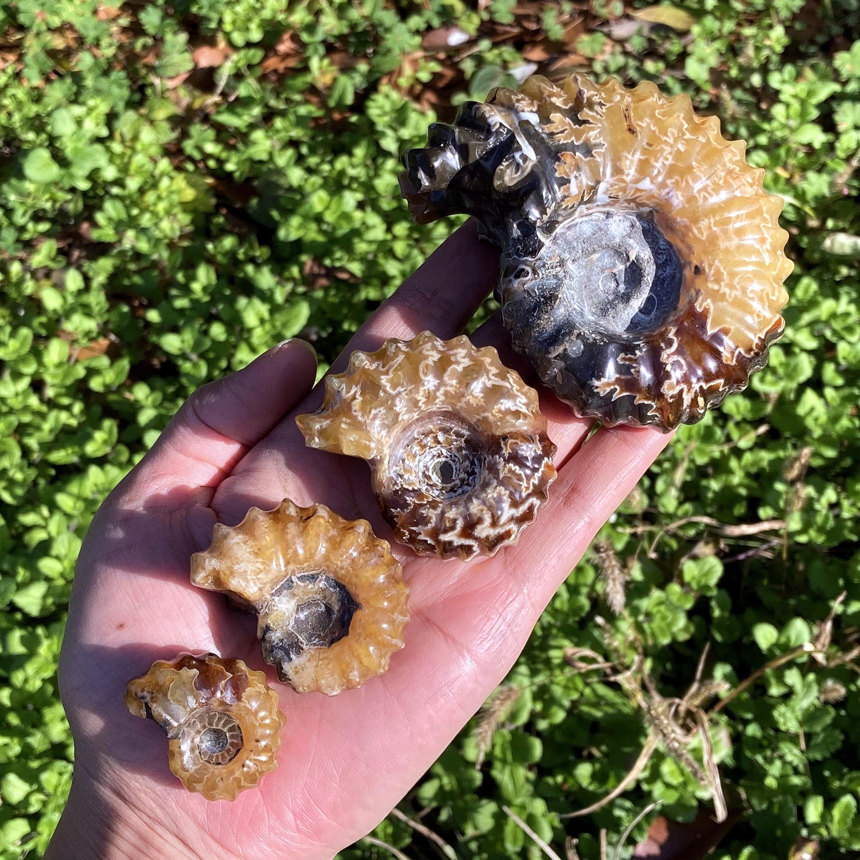 Natural Rare Ammonite Fossil Specimen,quartz Crystal Fossil,reiki ...