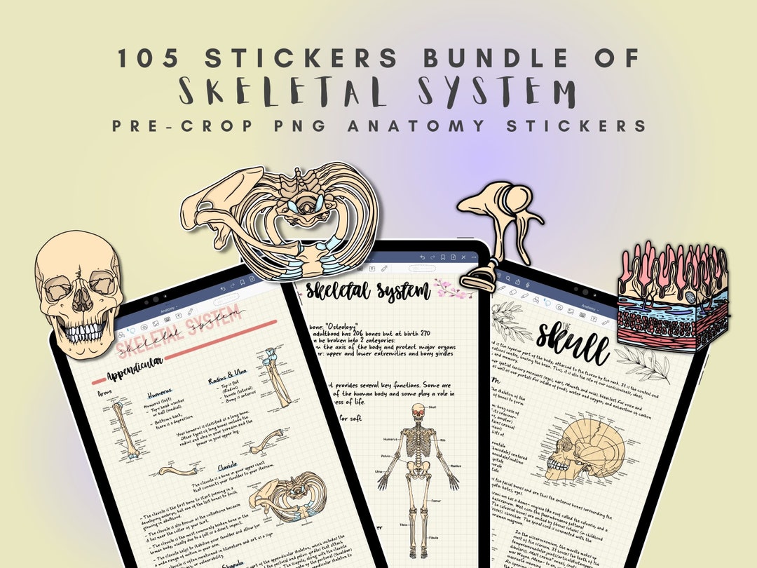 105 Skeletal Stickers, Connective Tissue, Goodnotes Stickers ...