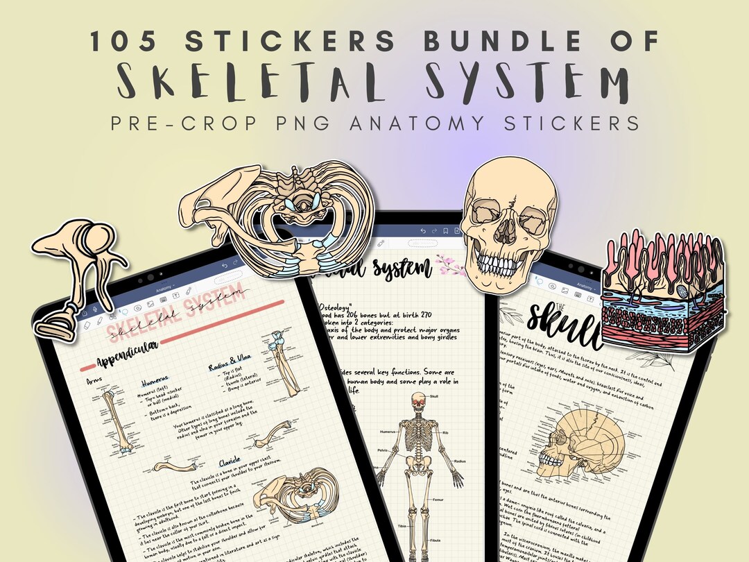 105 Skeletal Stickers, Connective Tissue, Goodnotes Stickers ...